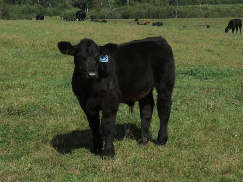 Michigan Cattle Michigan Cattle